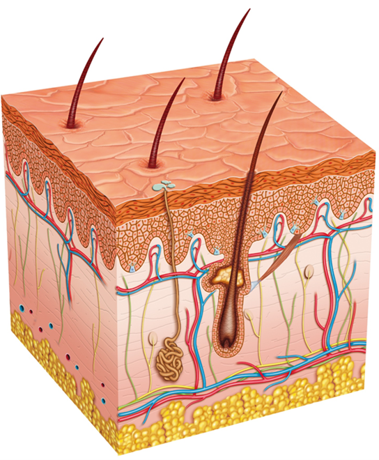 GPN Module Moisture associated Skin Damage MASD Journal Of General GPN Module Moisture associated Skin Damage MASD Journal Of General